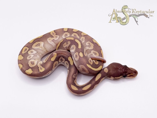 Mystic Crystal Ball Python by Absolutely Reptacular