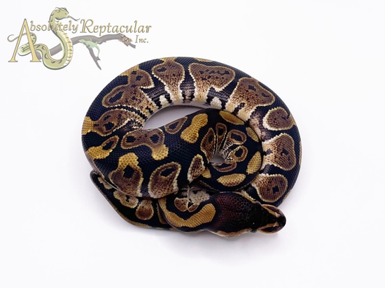 Wookie Ball Python by Absolutely Reptacular