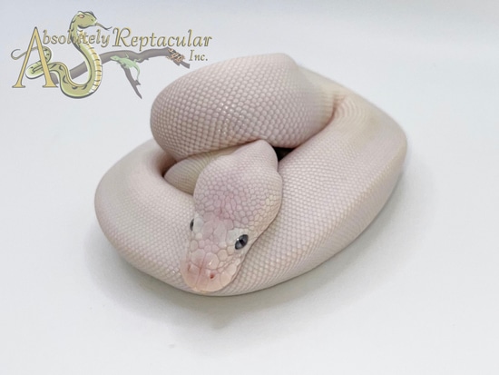 BEL (Mojave X Lesser) Ball Python by Absolutely Reptacular
