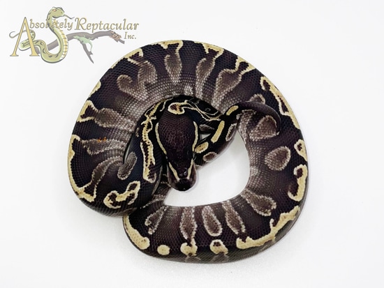 GHI Mojave Ball Python by Absolutely Reptacular
