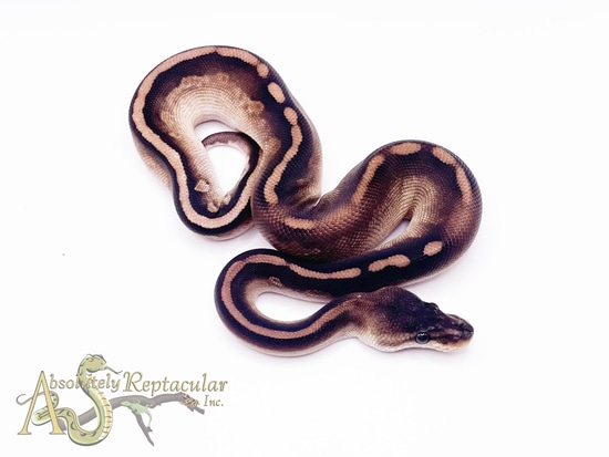 Cinnamon Wookie Ball Python by Absolutely Reptacular