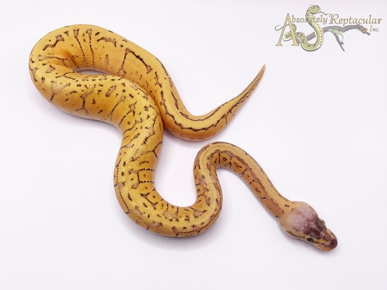 Killer Blast YB Ball Python by Absolutely Reptacular