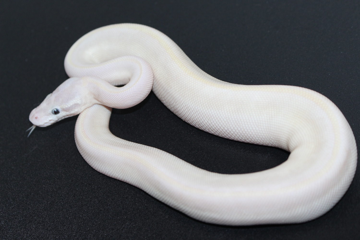 Pastel BEL Female Ball Python by Bryant Rhodes Reptiles - MorphMarket