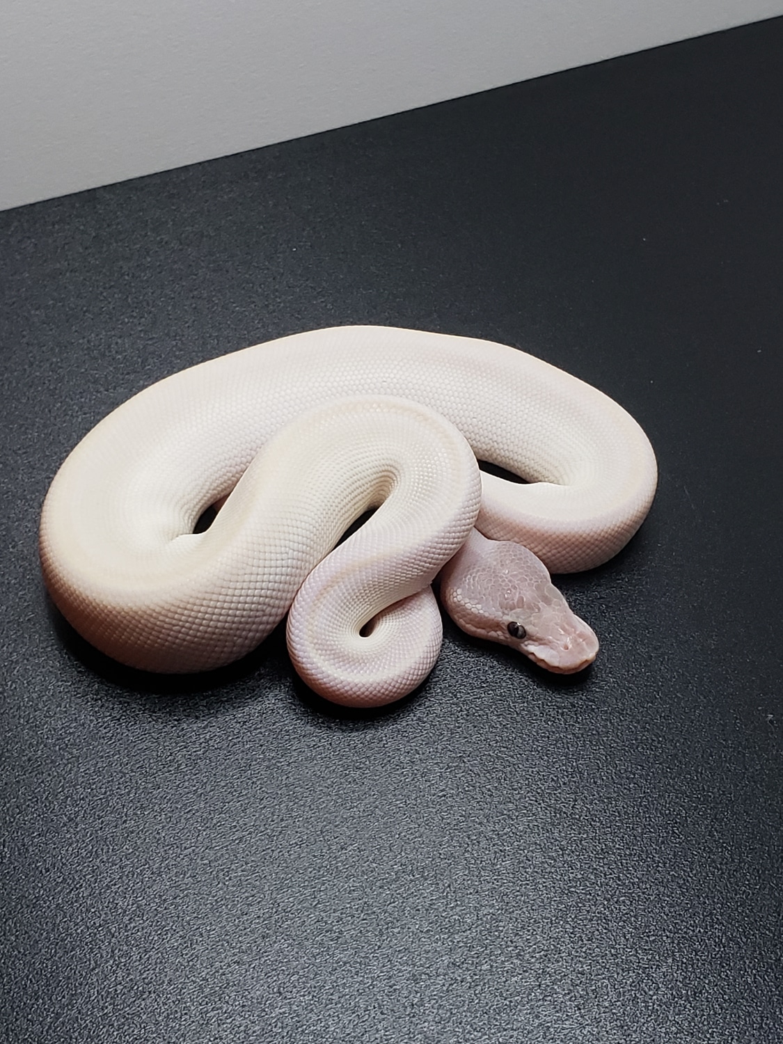 Male Blue Eyed Lucy BEL Ball Python by Bryant Rhodes Reptiles - MorphMarket