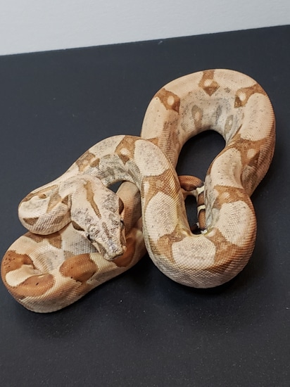Hypo Jungle Boa Constrictor by Bryant Rhodes Reptiles