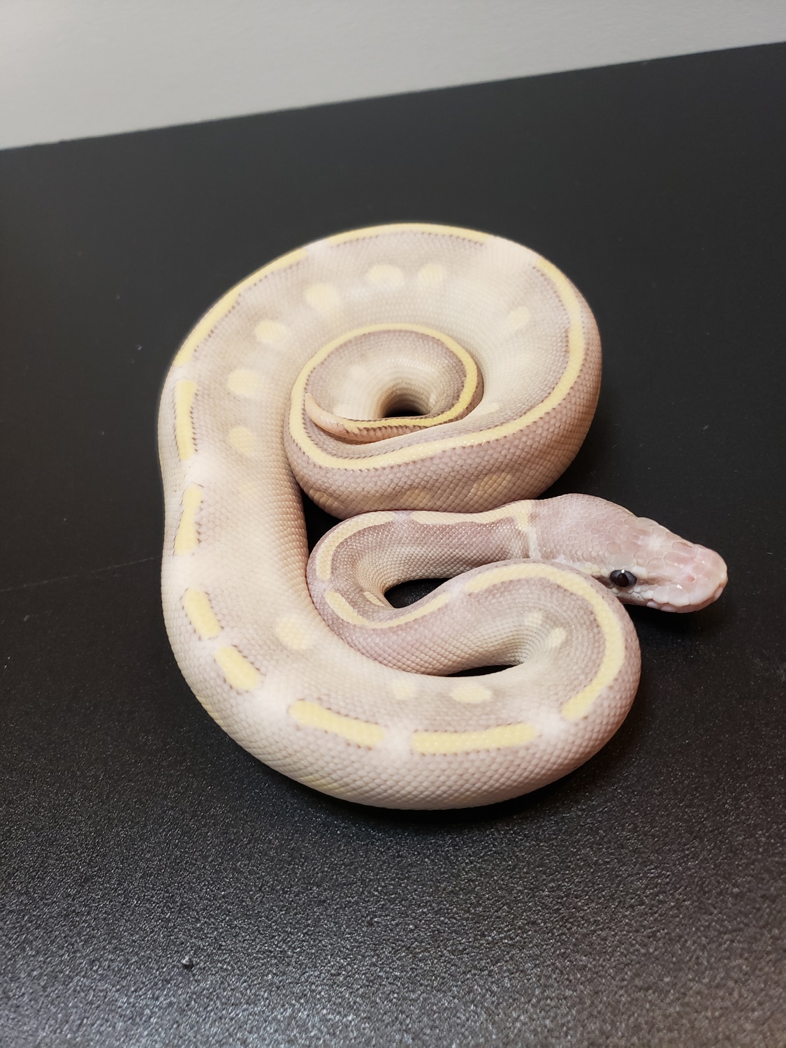 Pastel Potion Ball Python by Bryant Rhodes Reptiles - MorphMarket