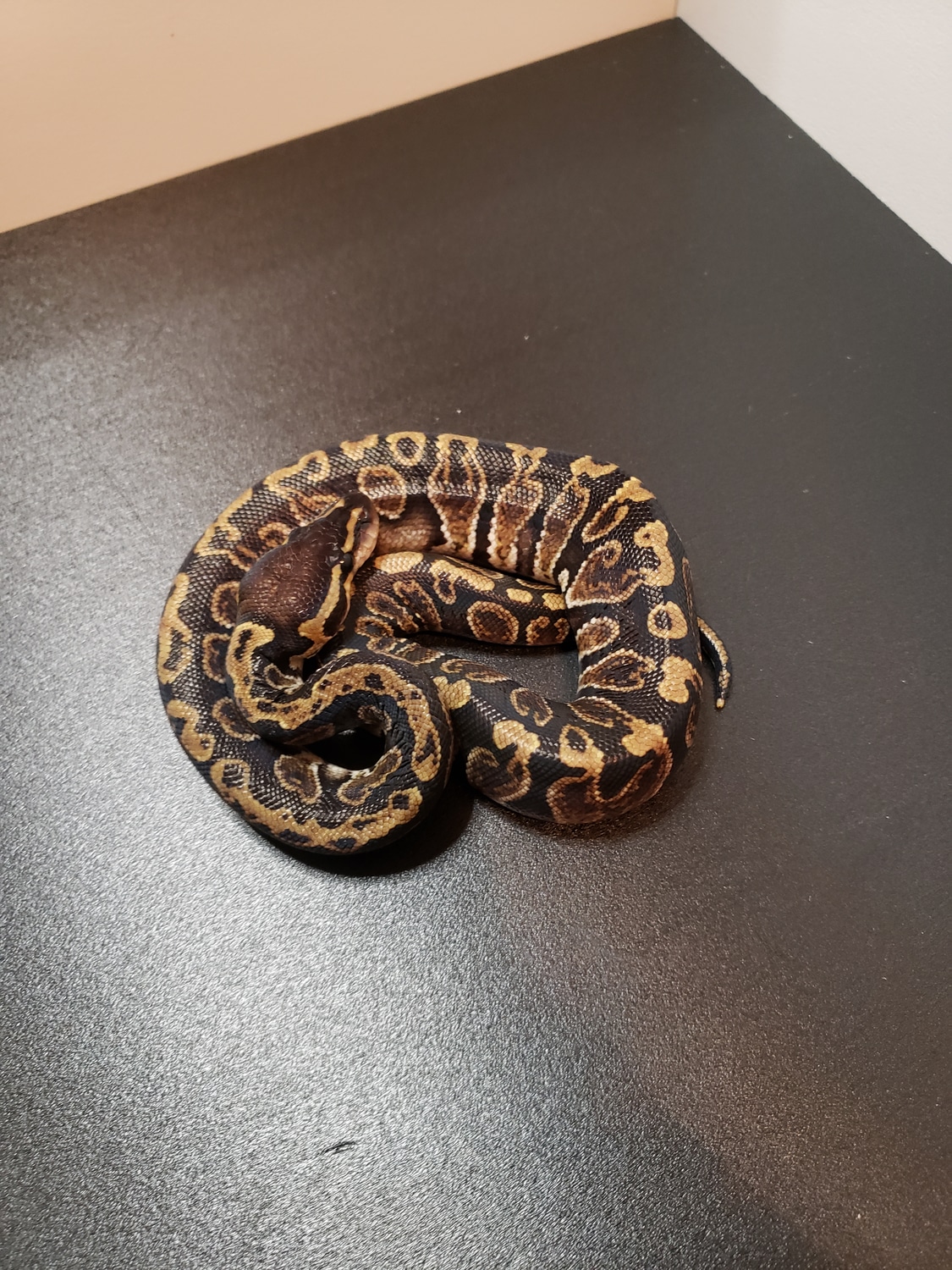 GHI Leopard Ball Python by Bryant Rhodes Reptiles - MorphMarket