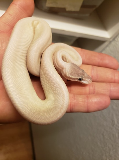 Blue Eyed Lucy Ball Python by Bryant Rhodes Reptiles