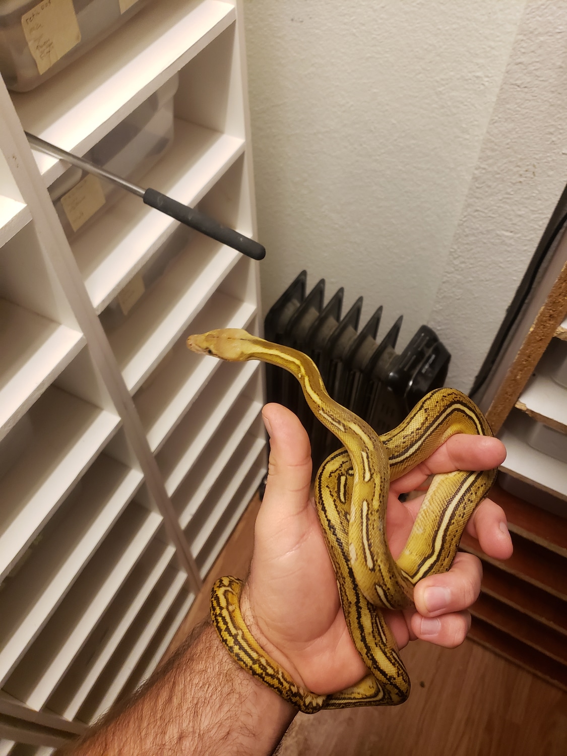 Phantom Tiger Het Albino Reticulated Python by Bryant Rhodes Reptiles ...