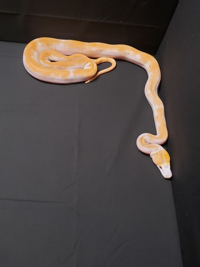 Albino Pied Reticulated Python by Bryant Rhodes Reptiles