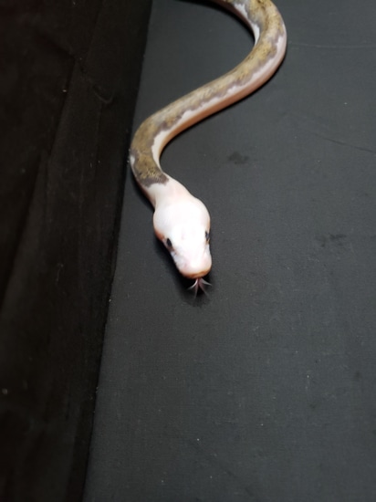 Motley Pied Reticulated Python by Bryant Rhodes Reptiles