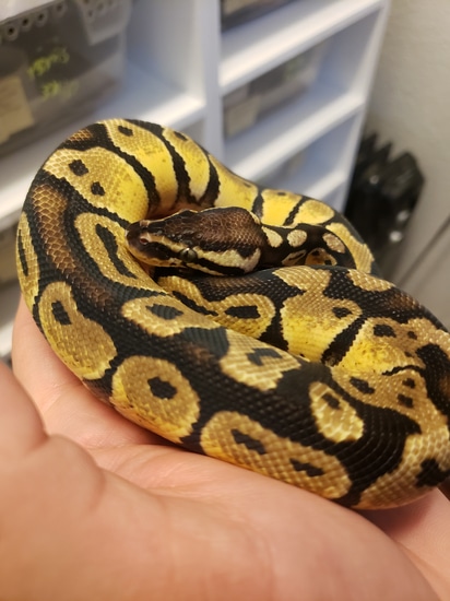 Pastel Leopard Ball Python by Bryant Rhodes Reptiles