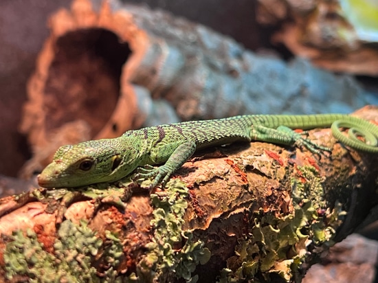Baby Green Tree Monitor by Bryce