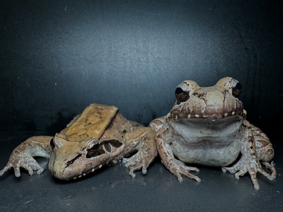 Pair Of Mountain Chicken Frogs Other Frog by BryGuy Reptiles