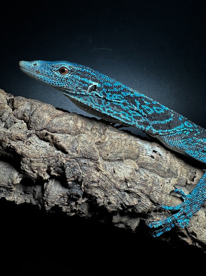 Blue Tree Monitor by BryGuy Reptiles