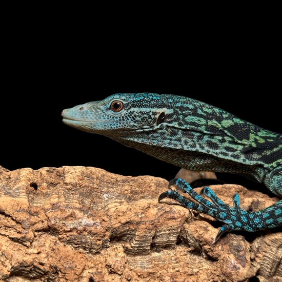 Blue Tree Monitor by BryGuy Reptiles
