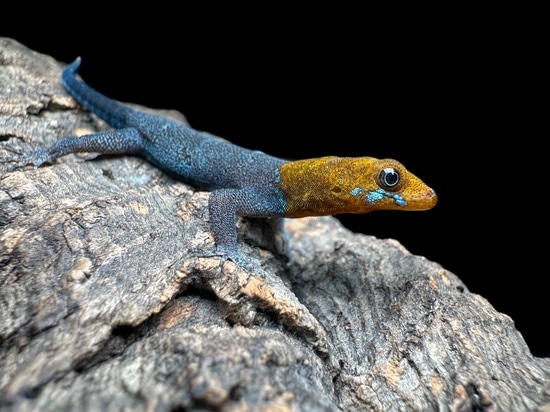 Yellow Headed Geckos/ Gonatodes Albogularis More Gecko by BryGuy Reptiles