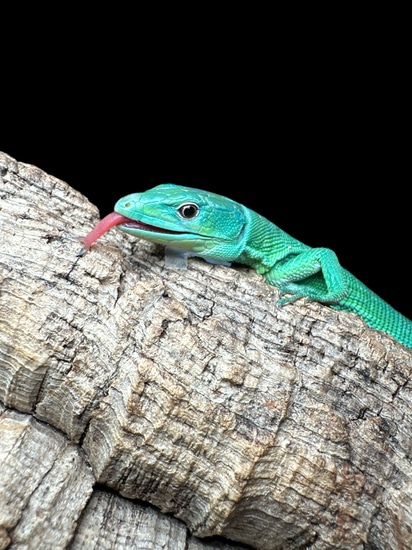 Keeled Belly Lizard Pair More Lizard by BryGuy Reptiles