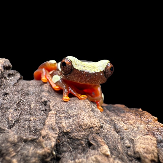 Clown Tree Frogs Other Tree Frog by BryGuy Reptiles