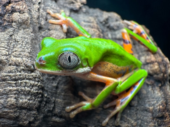 Tiger Leg Tree Frog (Phyllomedusa Hypochondrialis) Other Tree Frog by ...