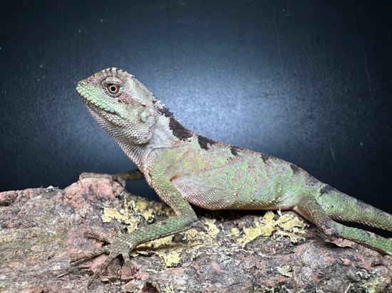 Pricklenape Agama/ Ornate Mountain Horned Dragon (Acanthosaura ...