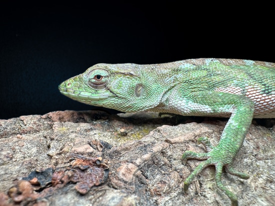 Monkey Anole (Polychrus Marmoratus) More Lizard by BryGuy Reptiles