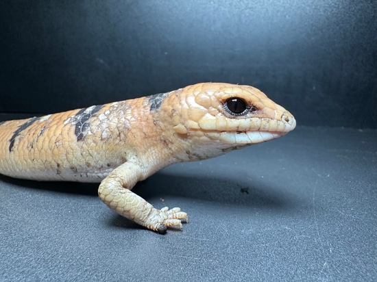 Peter’s Banded Skink More Skink by BryGuy Reptiles