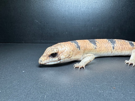 Peter’s Banded Skink More Skink by BryGuy Reptiles