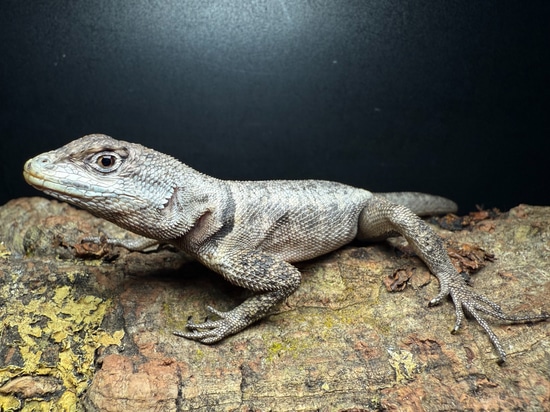 Peters Lava Lizard (Tropidurus Hispidus) More Lizard by BryGuy Reptiles
