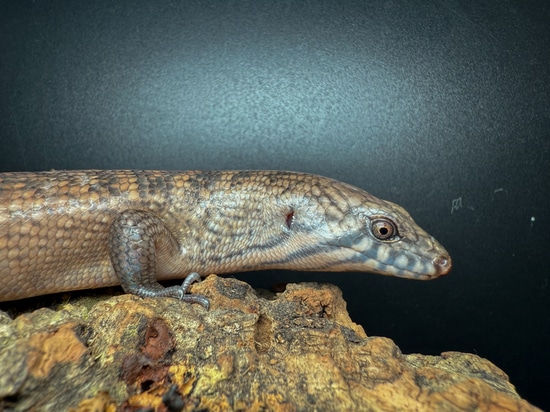 Mastiff Giant Skinks/ Eugongylus Mentovarius More Skink by BryGuy Reptiles