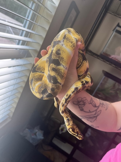 Orange Dream Paradox Ball Python by Brynn’s pythons