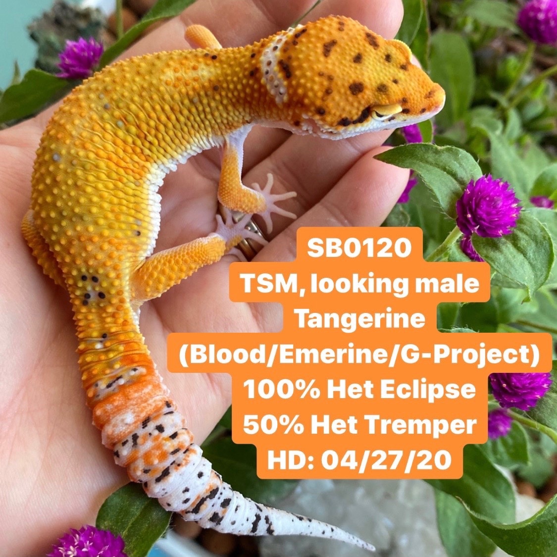 Tangerine (Blood/Emerine/G-Project) TSM Leopard Gecko by Bryophyte ...