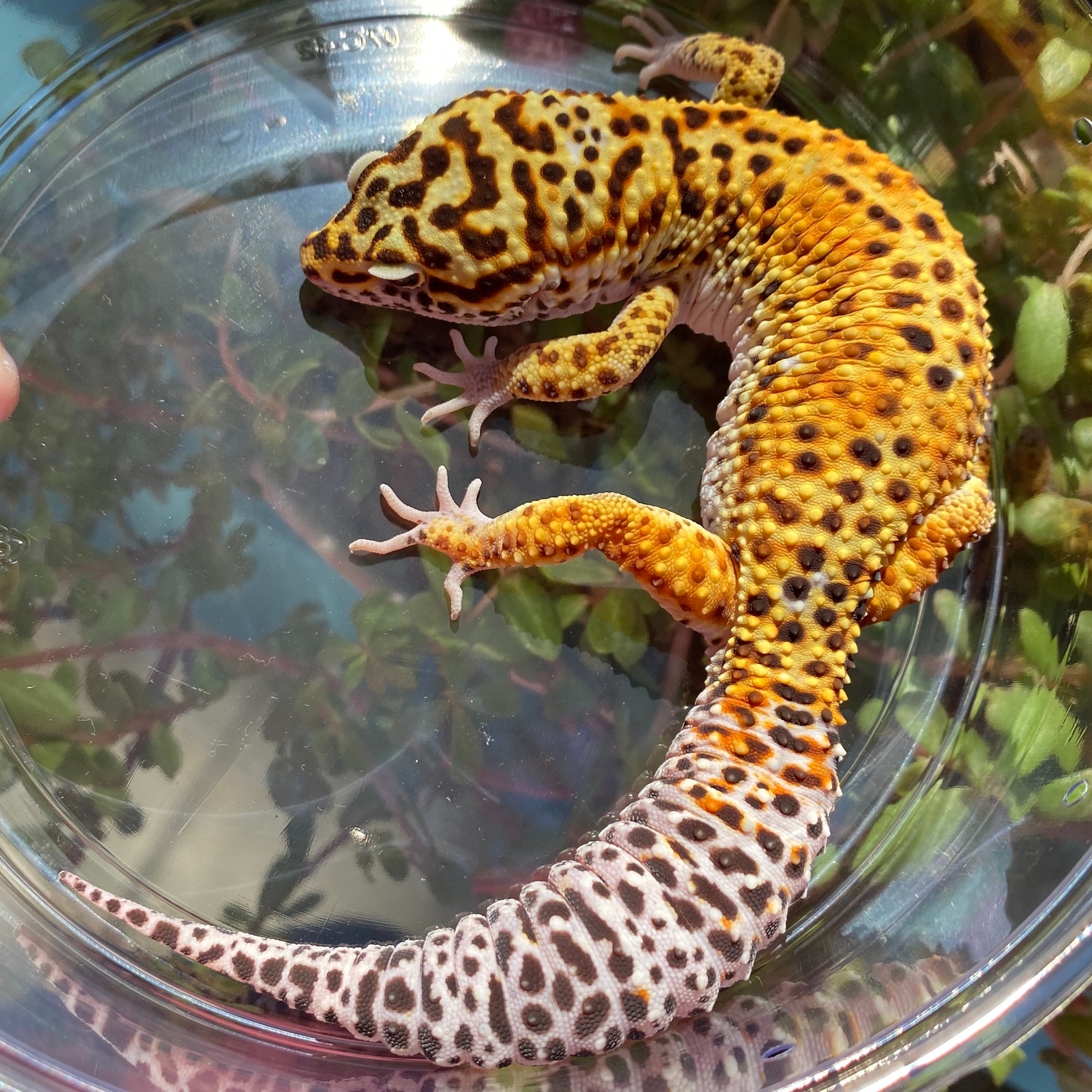 Mack Snow Tangerine (Blood/Emerine) Leopard Gecko by Bryophyte Geckos - MorphMarket