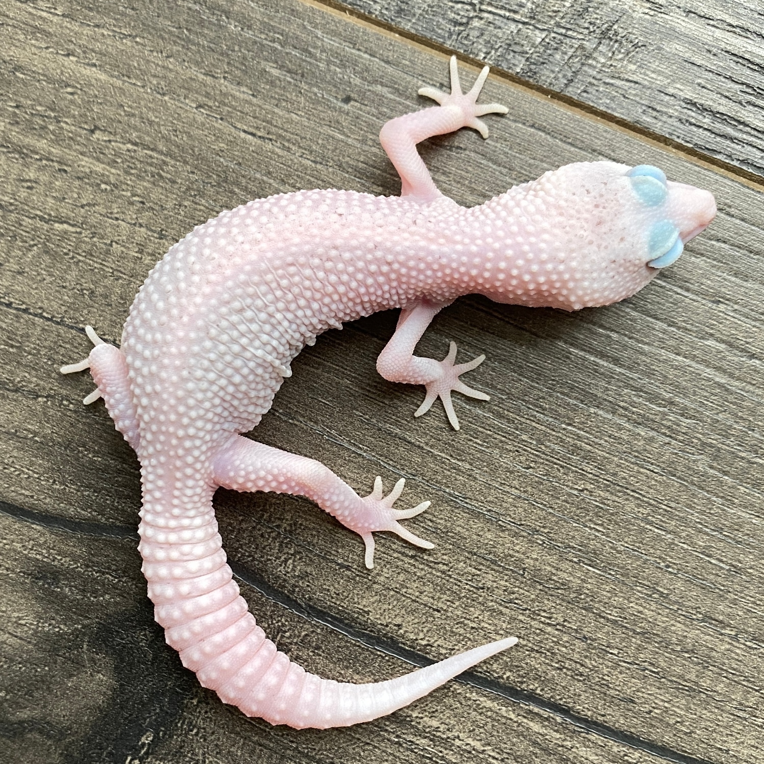 WY Super Snow Eclipse Het Tremper Leopard Gecko by Bryophyte Geckos ...
