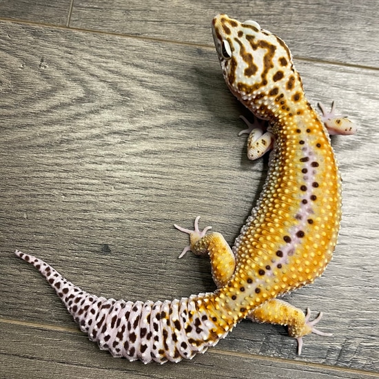 Mack Snow Reverse Stripe Het Eclipse Leopard Gecko by Bryophyte Geckos