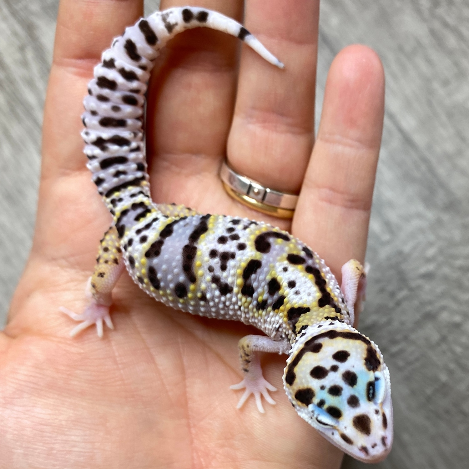 Mack Snow Het Tremper Het Eclipse Leopard Gecko by Bryophyte Geckos ...