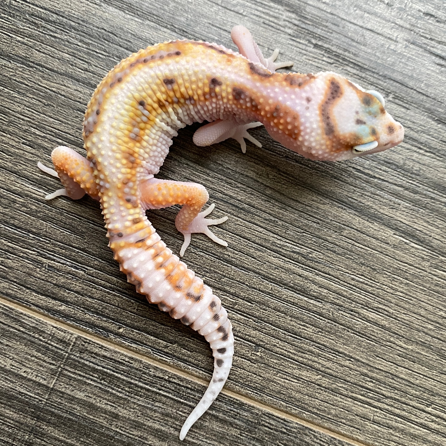 WY Mack Snow Het Eclipse Het Tremper Leopard Gecko by Bryophyte Geckos ...