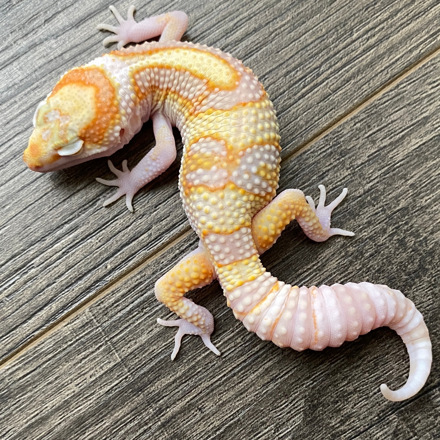 WY Tremper Eclipse Tangerine Leopard Gecko by Bryophyte Geckos ...