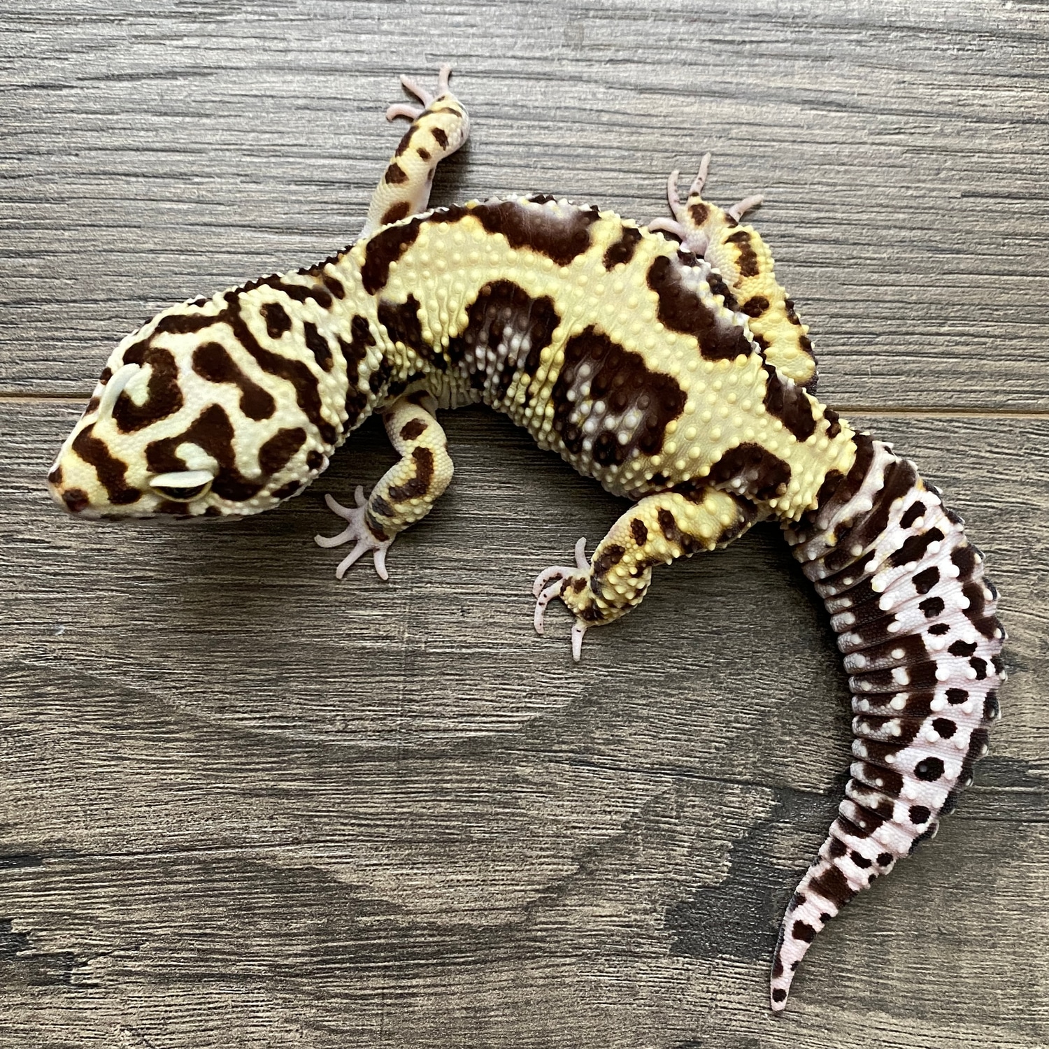 Lavender Bandit Leopard Gecko by Bryophyte Geckos - MorphMarket
