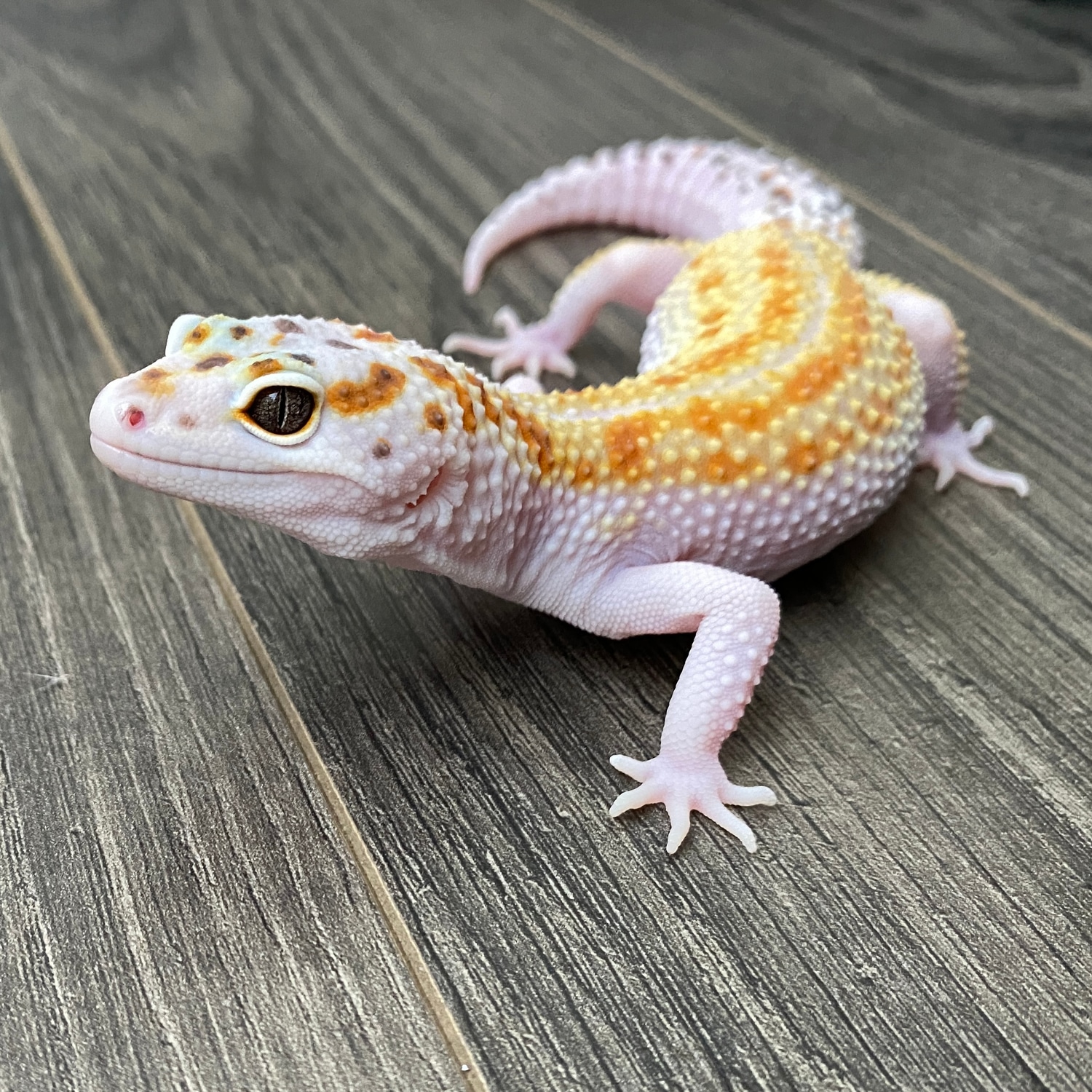 WY Mack Snow Tangerine Het Eclipse Het Tremper Leopard Gecko by ...