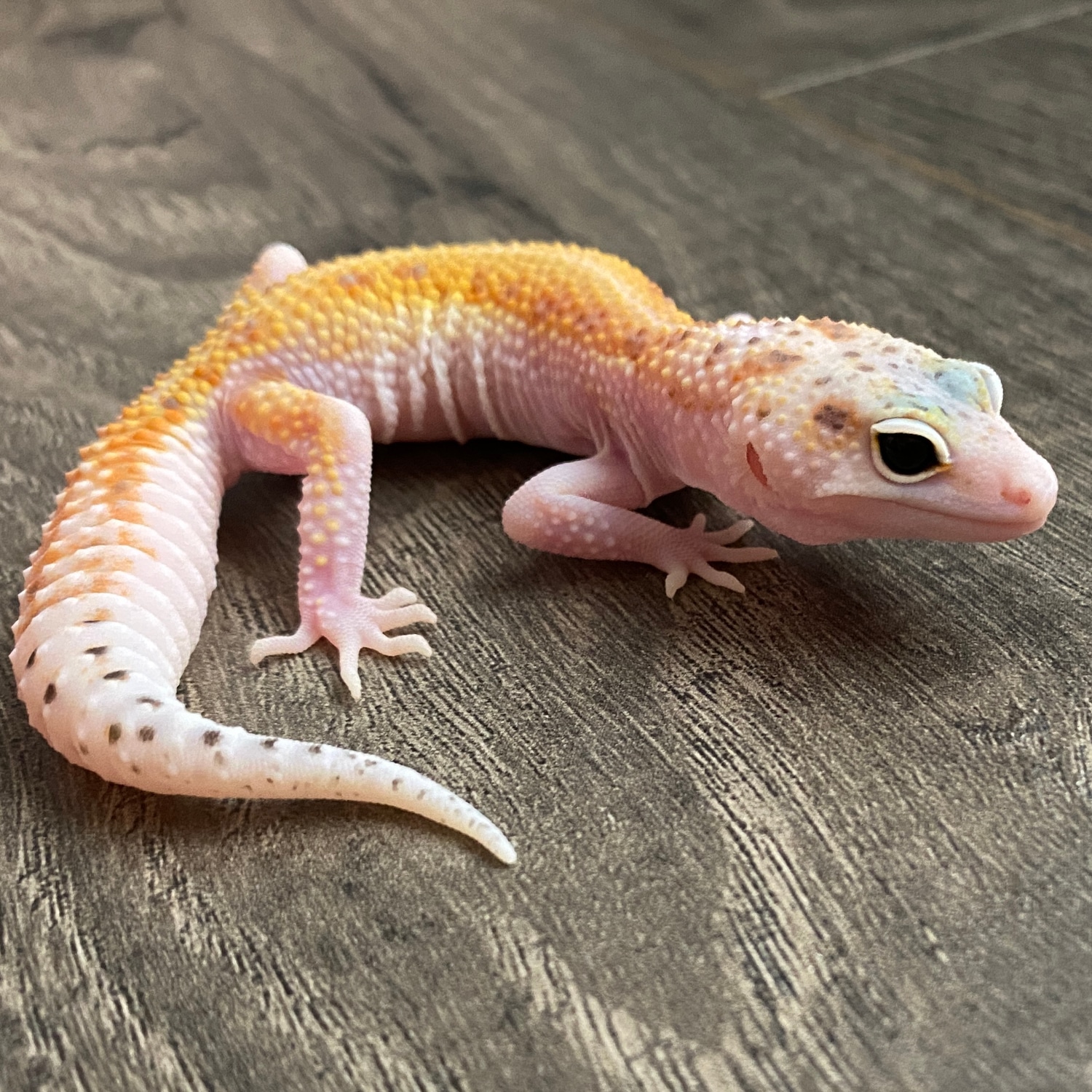 WY Mack Snow Eclipse Het Tremper Leopard Gecko by Bryophyte Geckos ...