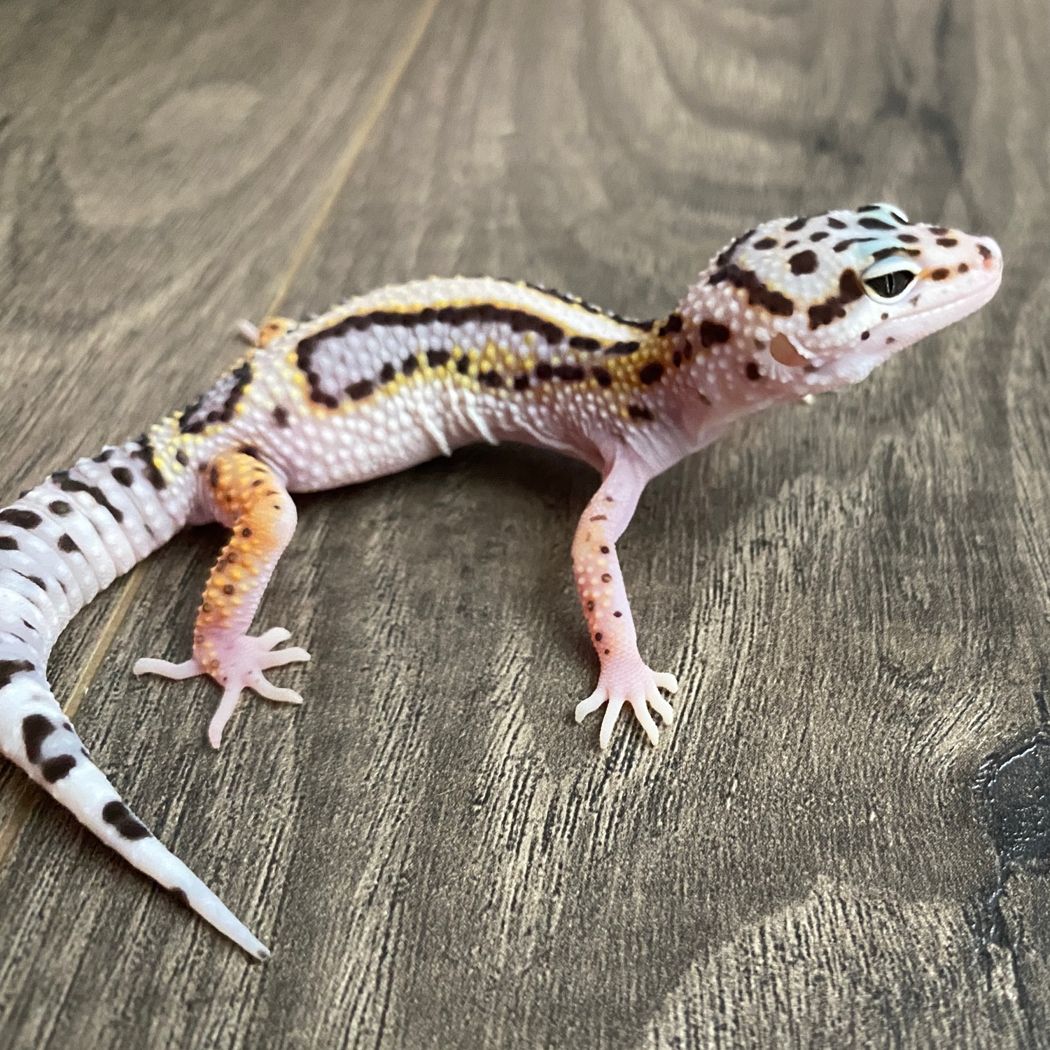Mack Snow Het Tremper Het Eclipse Leopard Gecko by Bryophyte Geckos ...