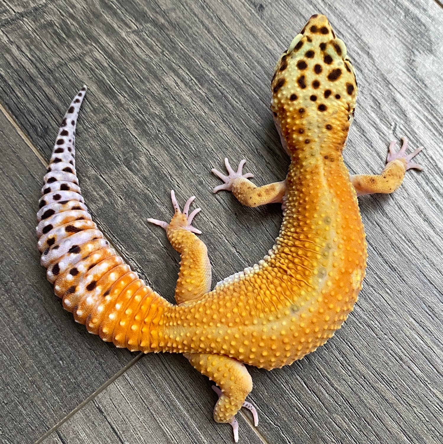 Tangerine Ph Raptor Leopard Gecko by Bryophyte Geckos - MorphMarket