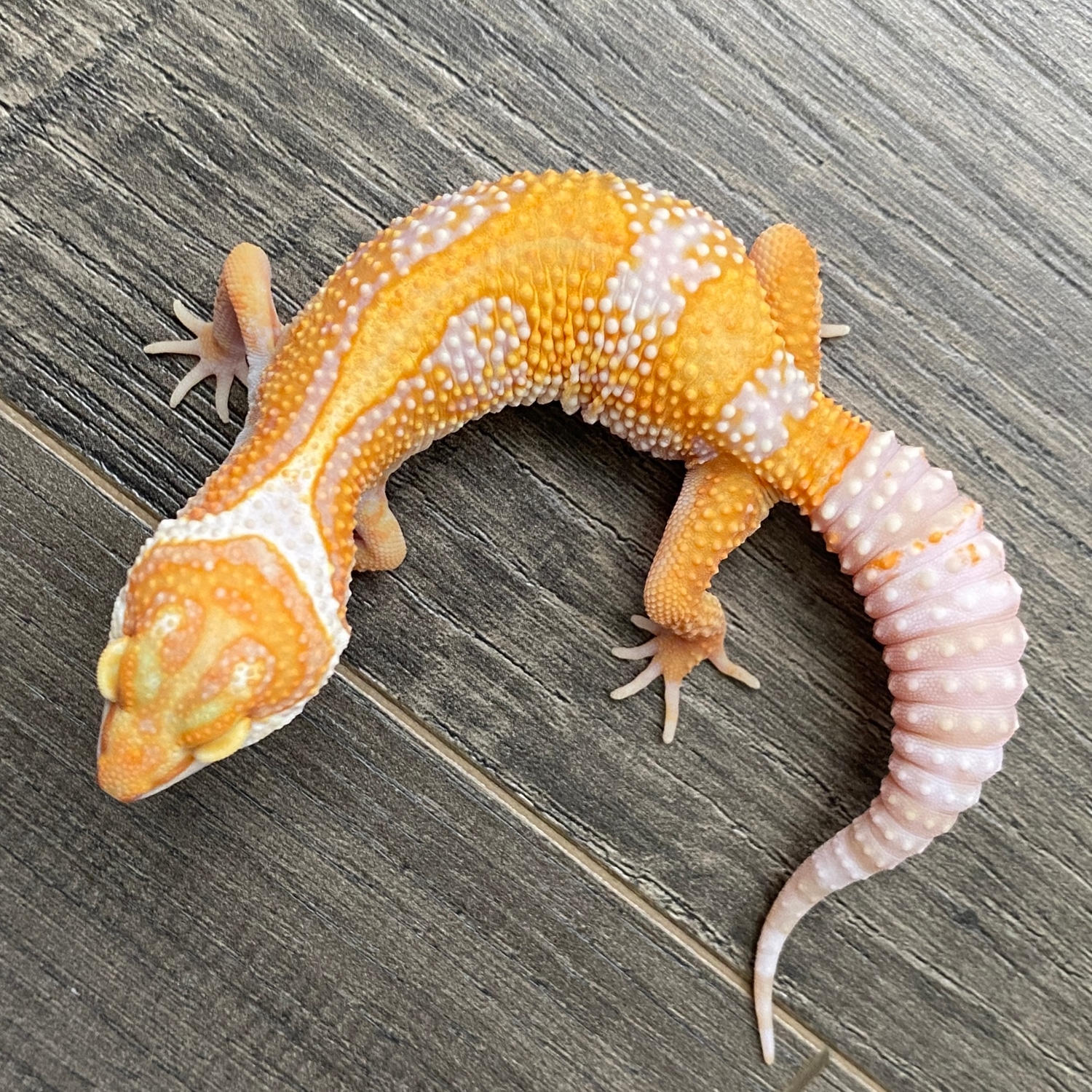 Tremper Tangerine Het Eclipse Leopard Gecko by Bryophyte Geckos ...