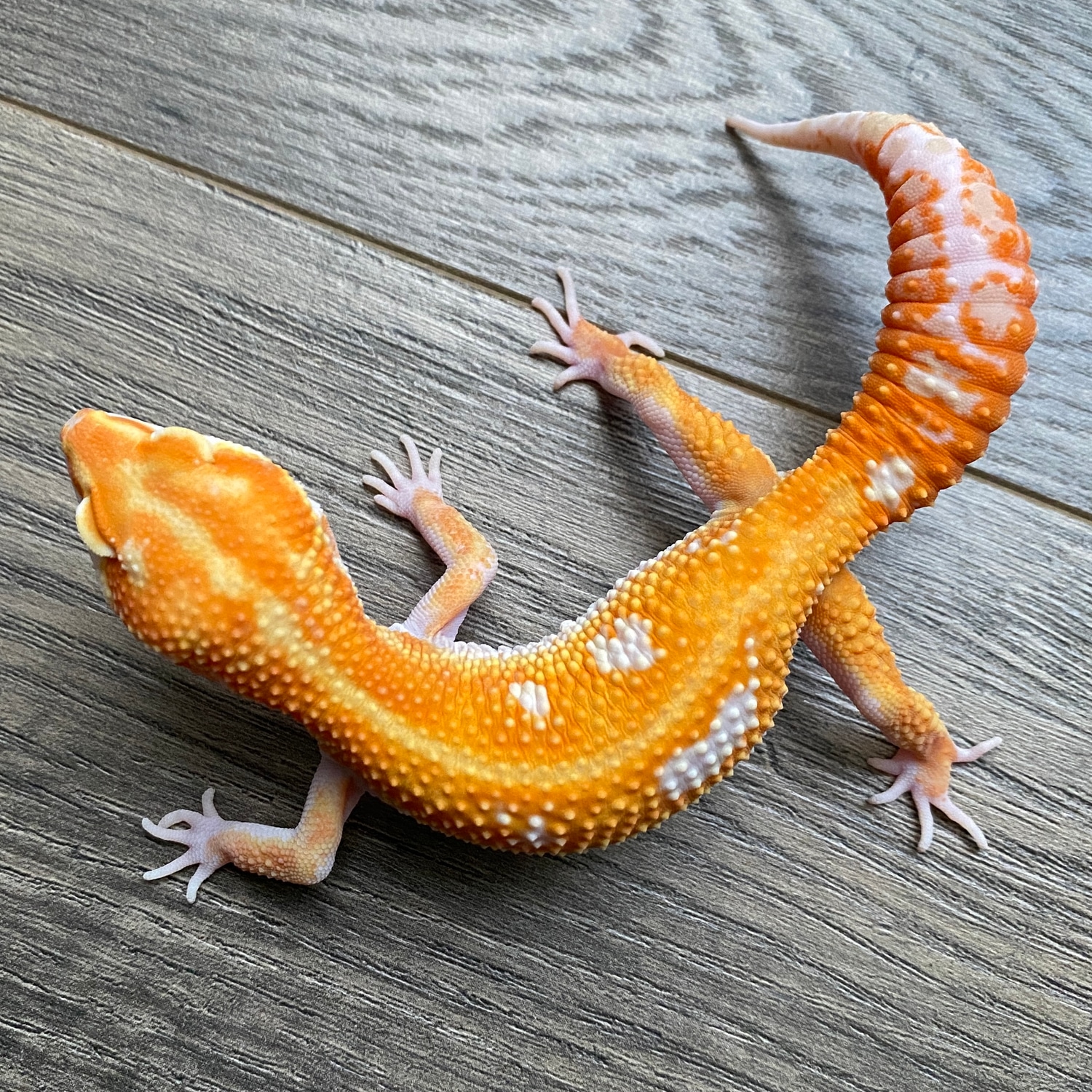 Tangerine Tremper Poss Het Eclipse Leopard Gecko by Bryophyte Geckos ...