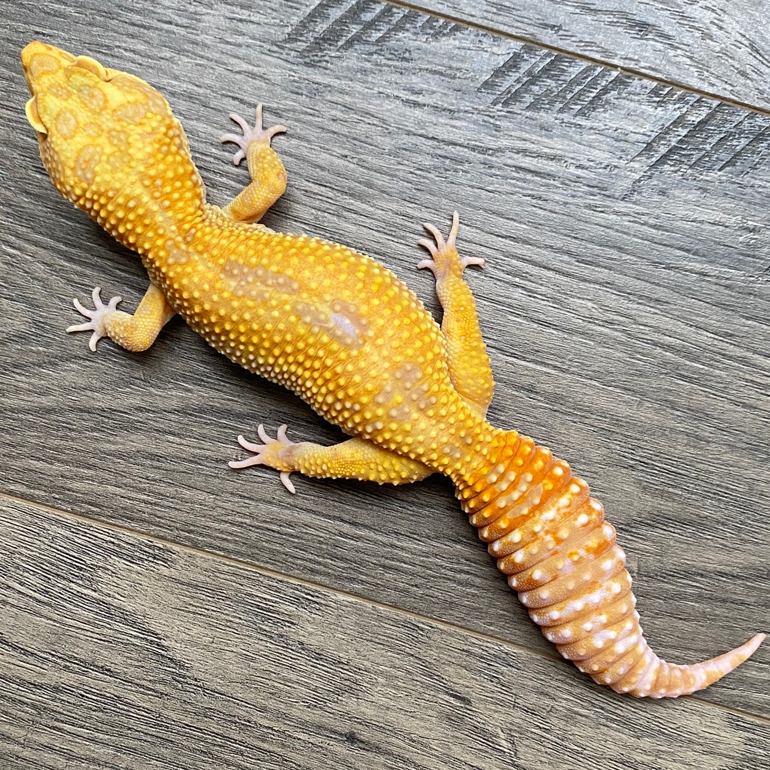 Extreme Emerine Tremper NKH Leopard Gecko by Bryophyte Geckos - MorphMarket