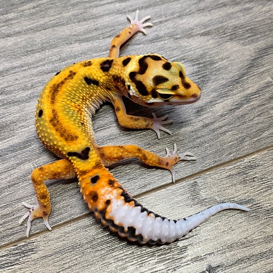 Tangerine Cross Leopard Gecko by Bryophyte Geckos