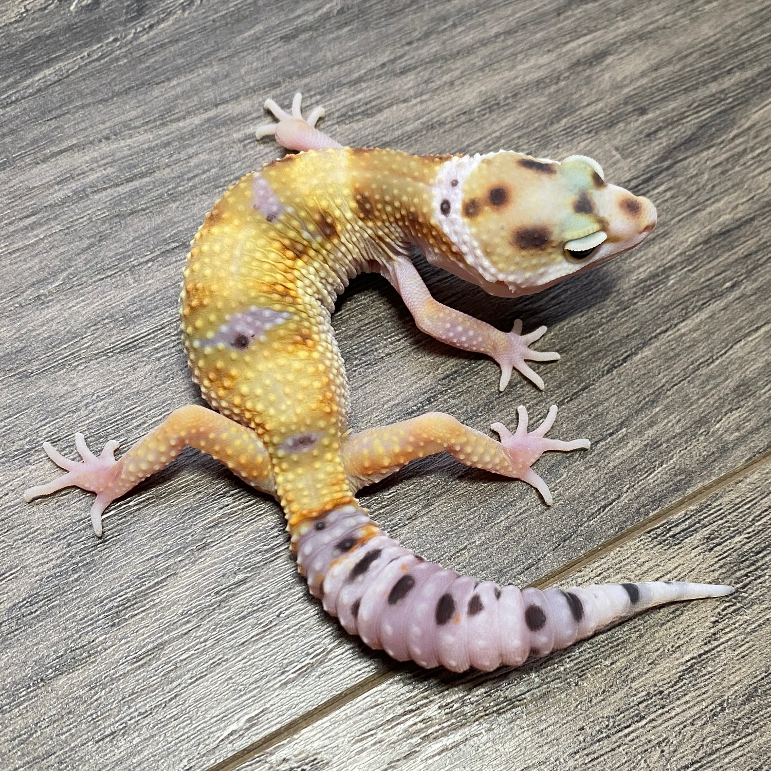White And Yellow Leopard Gecko by Bryophyte Geckos - MorphMarket
