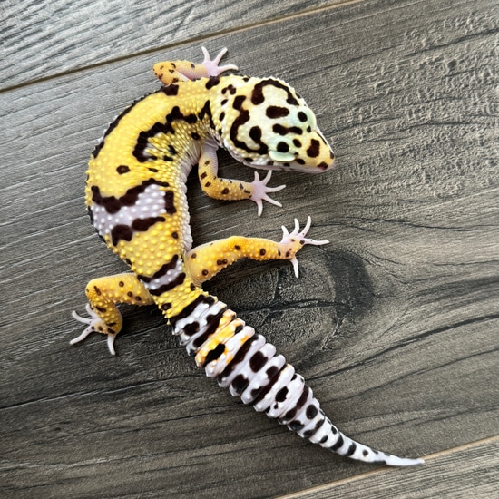 Normal Leopard Gecko by Bryophyte Geckos