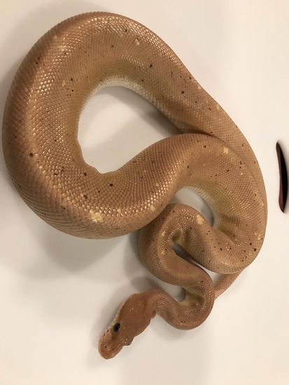 Super Cinnamon/ Coral Glow Ball Python by N.O. BALLS